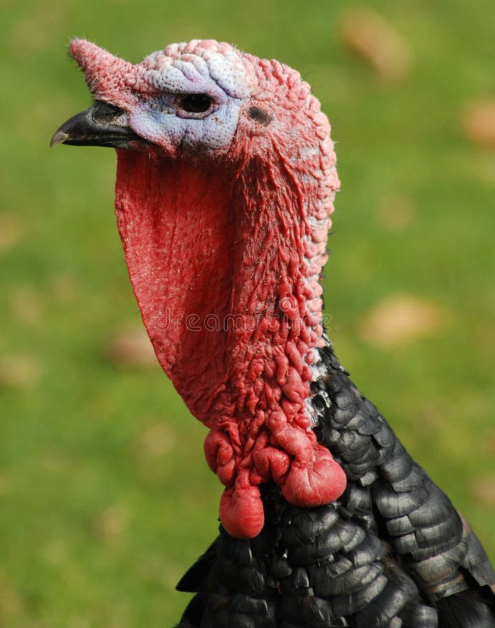 Turkey stock photo. Image of feathers, thanksgiving, prey - 3676306