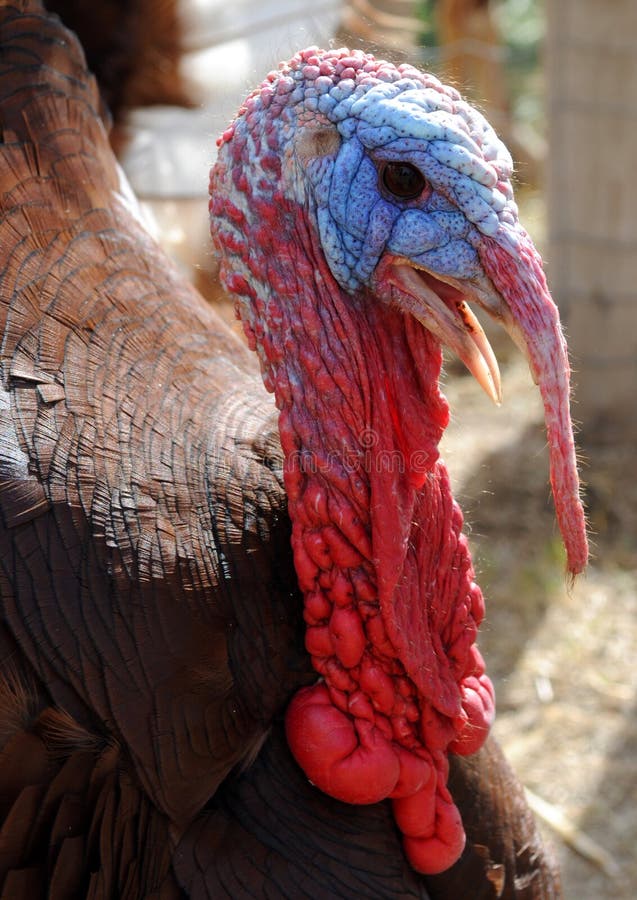 Turkey animal stock photo. Image of birds, bird, wrinkled - 14204402