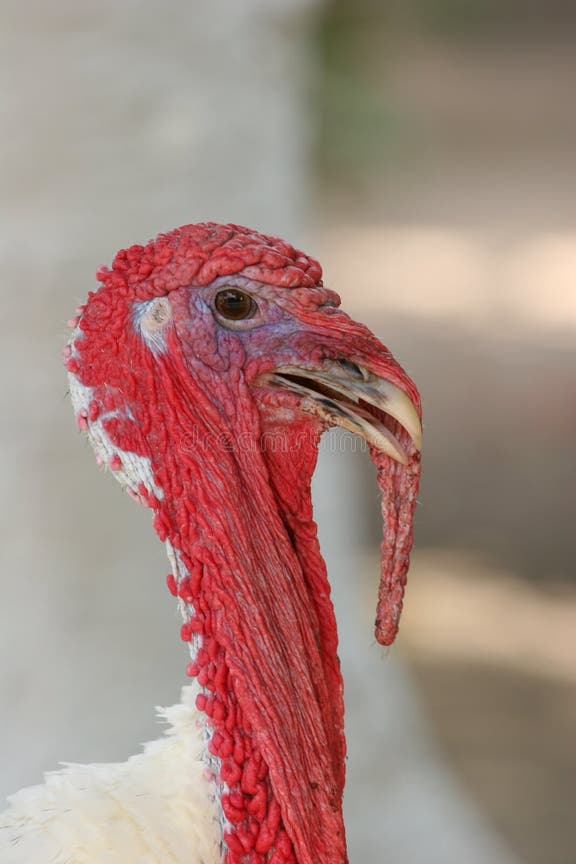 Turkey stock image. Image of eyes, glance, turkey, ugly - 460483