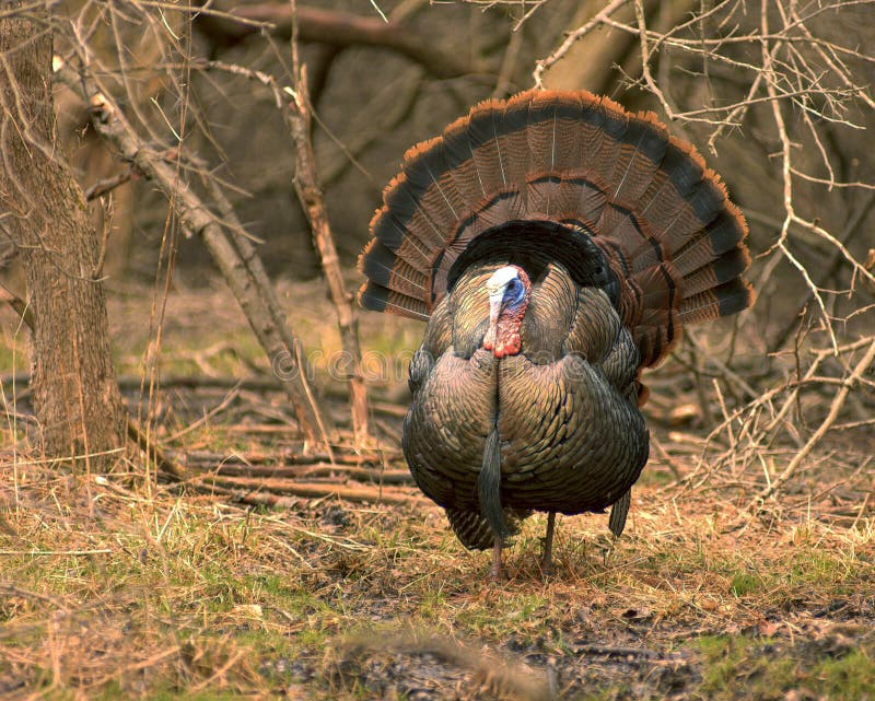 Wild turkey side view stock vector. Illustration of poultry - 3284597