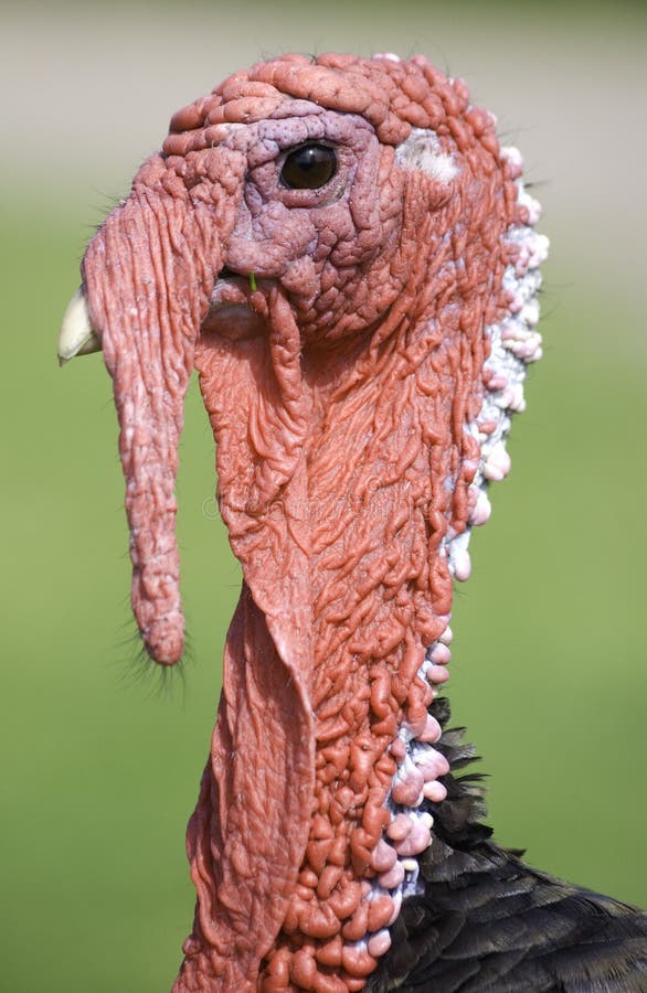 668 Ugly Turkey Stock Photos - Free & Royalty-Free Stock Photos from ...