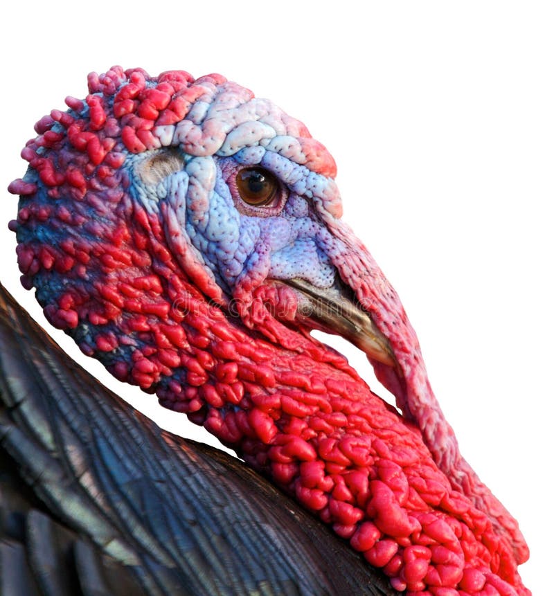 Turkey Eye stock image. Image of turkey, animal, poultry - 878401