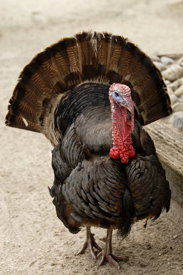 Ugly turkey stock photo. Image of feathers, face, avian - 9166086