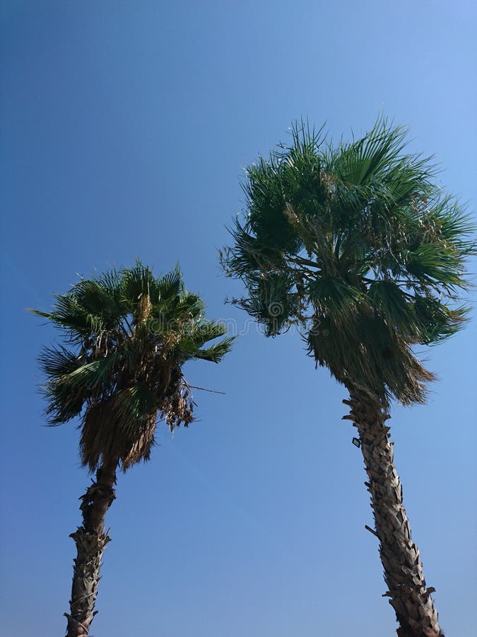 Turkey - Alanya - Palm Trees - Summer Moments Stock Image - Image of ...