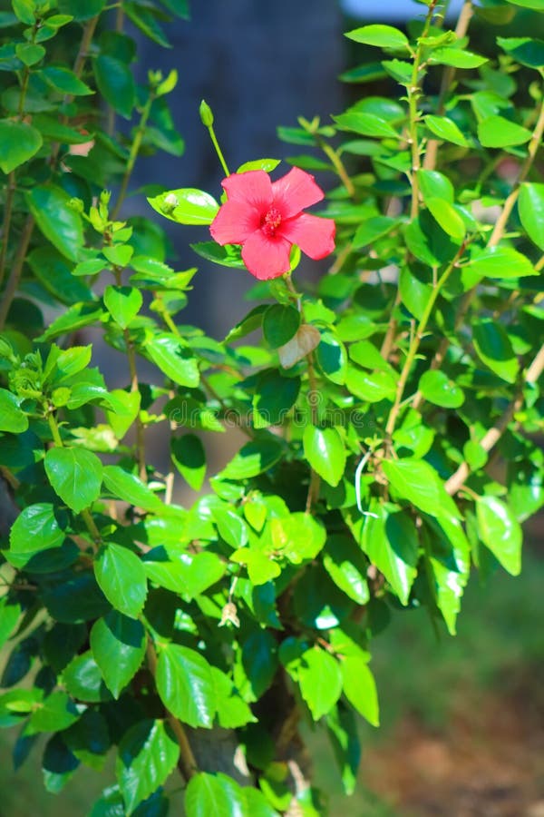 Hibiscus Flower Growing in Bush Stock Image - Image of leaves, mallow ...