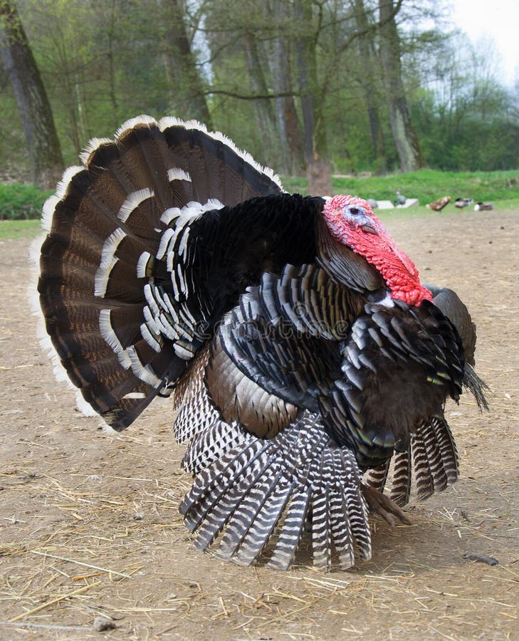 Angry Turkey Screaming On A Turkey Hen Stock Photo - Image of farmyard ...