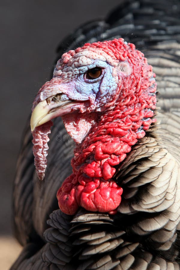 Turkey animal stock photo. Image of birds, bird, wrinkled - 14204402