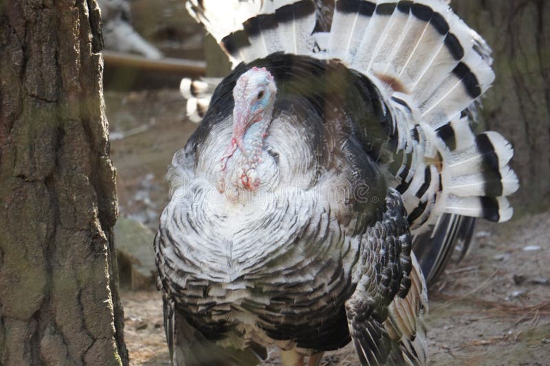 Turkey animal stock photo. Image of life, animals, animal - 89087586