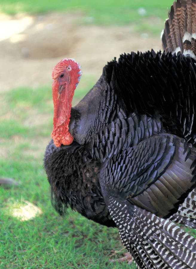 Turkey stock image. Image of zoology, turkey, gull, bird - 81540969