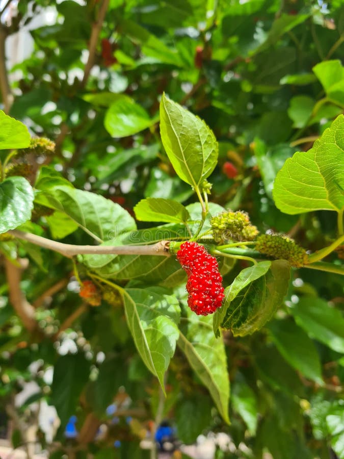 Turkey, Antalya. Tropical Berry on a Branch Stock Photo - Image of ...