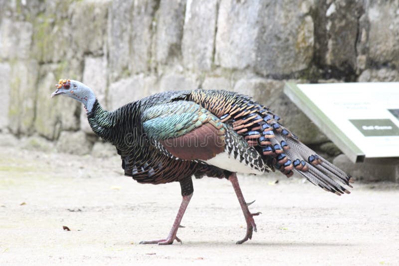 A Turkey As a Strong Symbol Stock Image - Image of peacock, turkey ...