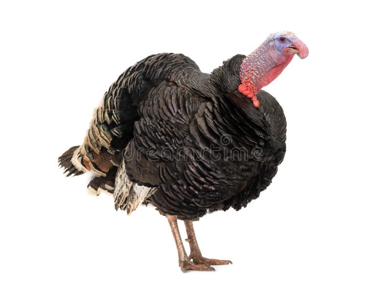 Turkey Standing Back Isolated on White Stock Image - Image of animal ...
