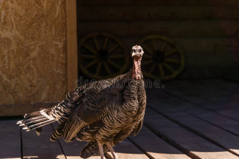 Turkey on the Background of a Barn on a Farm Stock Photo - Image of ...