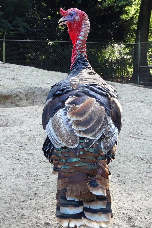 Turkey stock photo. Image of curious, animal, poultry - 57968572