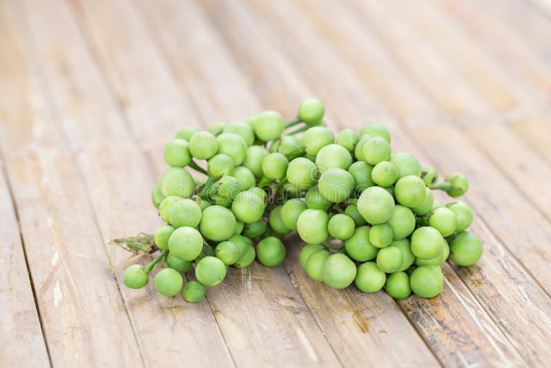 Turkey berry on tree stock photo. Image of prickly, tree - 71346930