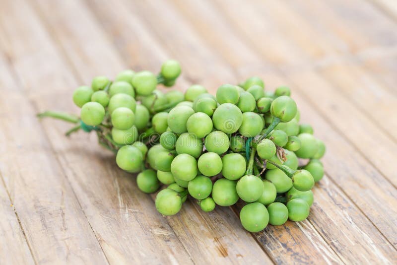 Turkey berry on tree stock photo. Image of prickly, tree - 71346930