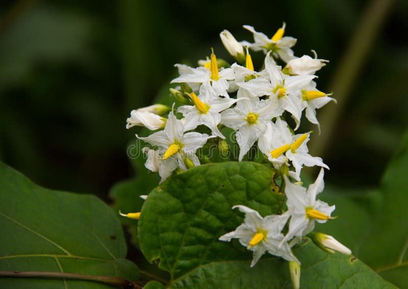 Turkey Berry Flower Blooming on Trees. Stock Photo - Image of food ...