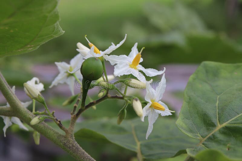 Turkey Berry Flowers on Tree in Garden Stock Photo - Image of outdoor ...