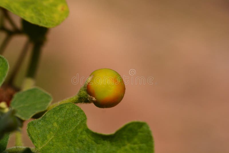 Turkey Berry Fruits on Tree Stock Photo - Image of ripe, green: 49814758