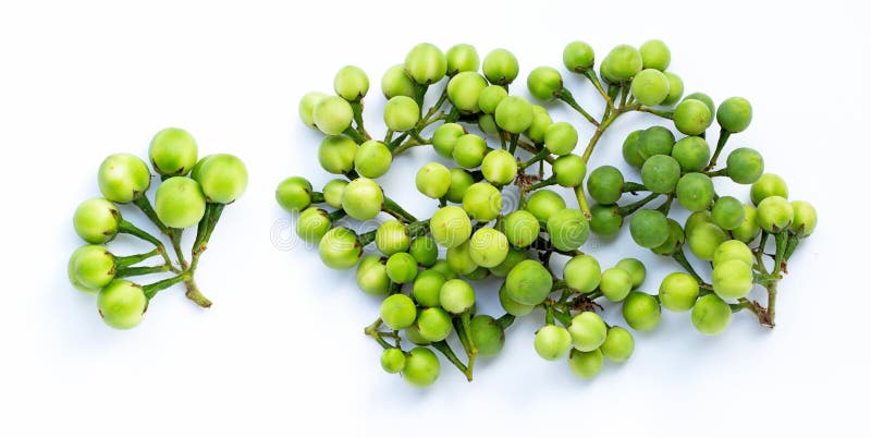 Turkey Berry Isolated on White Stock Image - Image of fruit, delicious ...