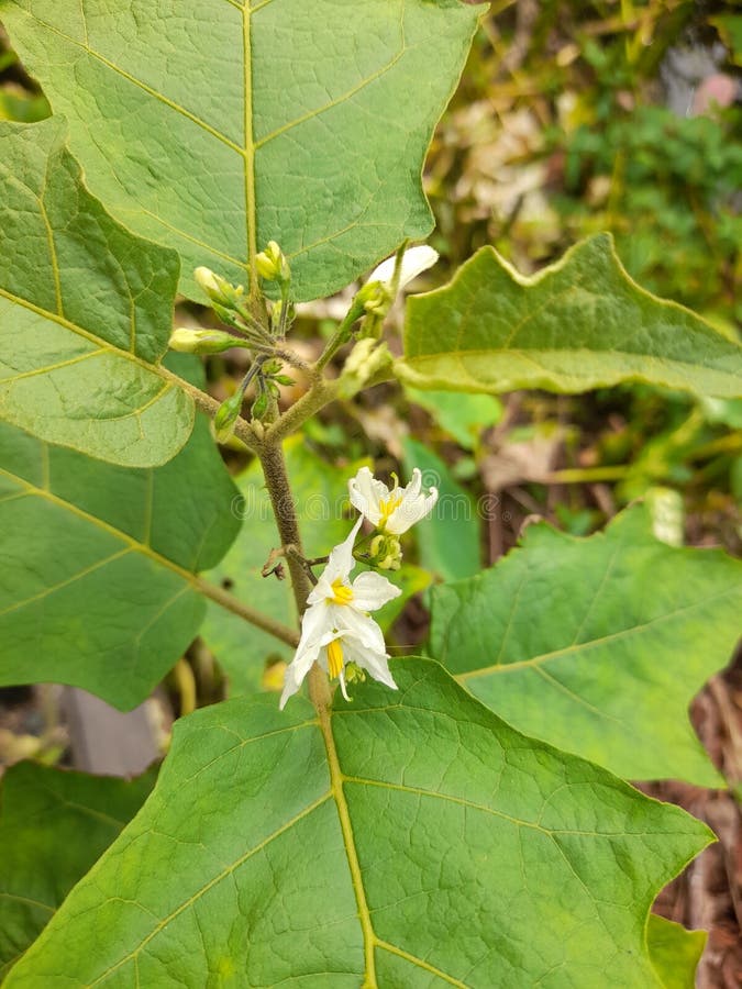 Turkey berry in the jungle stock photo. Image of grows - 377483688
