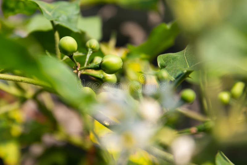 Turkey berry. stock photo. Image of nature, white, bunch - 137003446