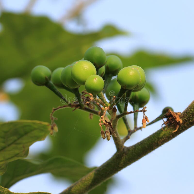 Turkey Berry stock photo. Image of diet, plant, fresh - 41491282