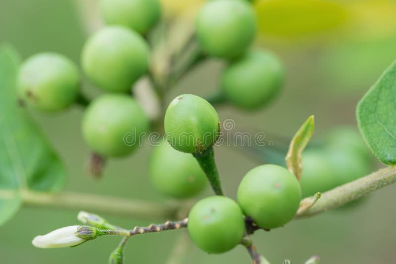 Turkey berry on tree stock image. Image of berry, small - 71336645