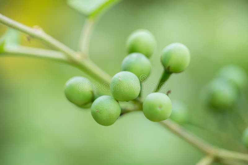Turkey berry on tree stock image. Image of round, brinjal - 71345753