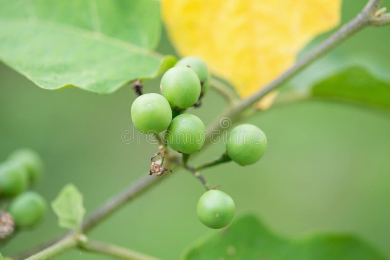 Turkey berry on tree stock photo. Image of prickly, tree - 71346930
