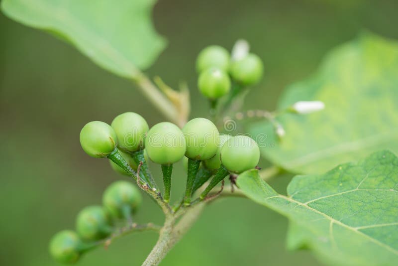 Turkey berry on tree stock photo. Image of bush, vegetable - 71349340