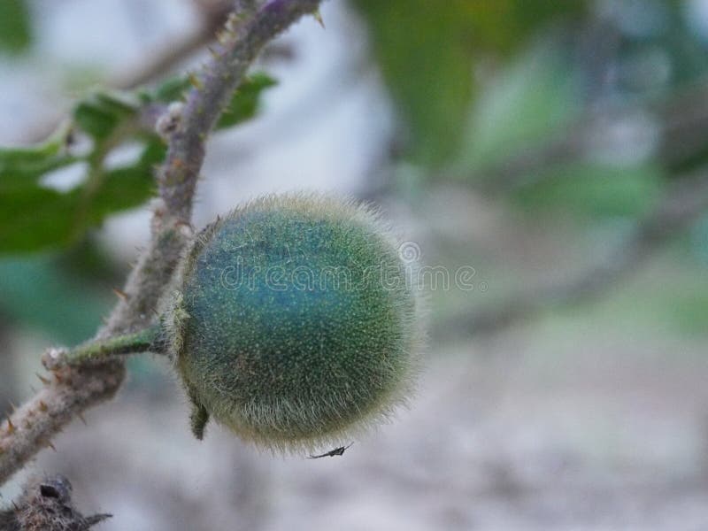 Turkey Berry on Tree Solanum Torvum . Stock Image - Image of eggplant ...