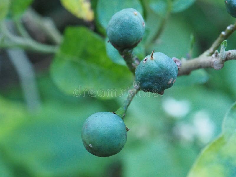 Turkey berry on tree. stock image. Image of plant, leaf - 83678507