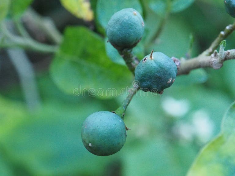 Turkey berry on tree. stock image. Image of plant, leaf - 83678507