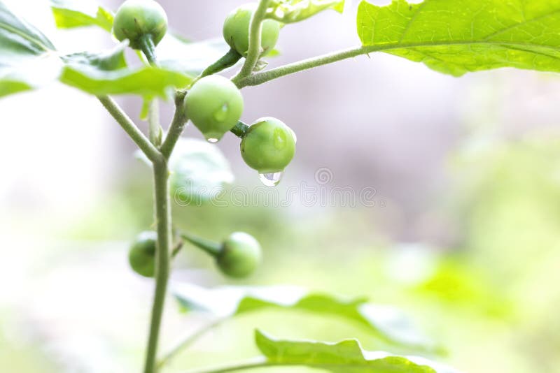 Turkey berry on the tree. stock photo. Image of turkey - 104734646