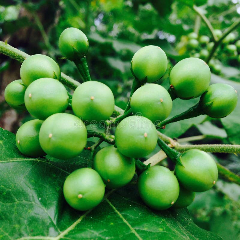 Turkey berry editorial stock image. Image of asia, vegetable - 42634849