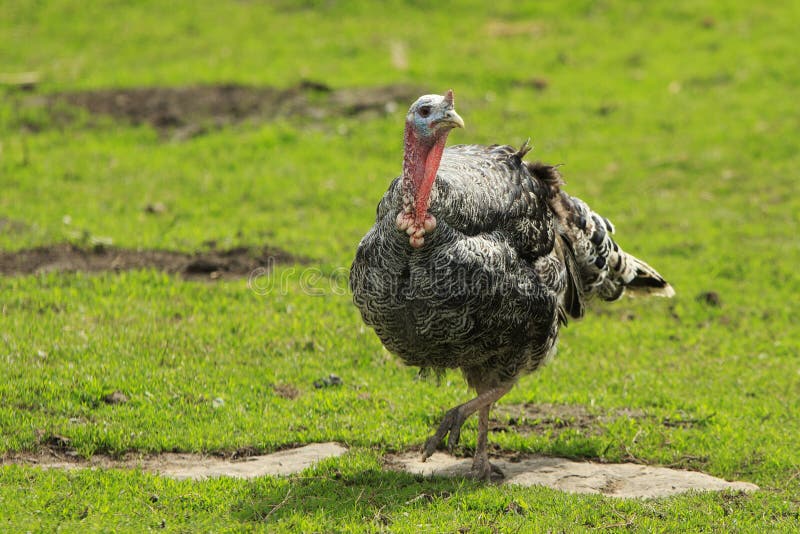 Fat Turkeycock Stock Photos - Free & Royalty-Free Stock Photos from ...