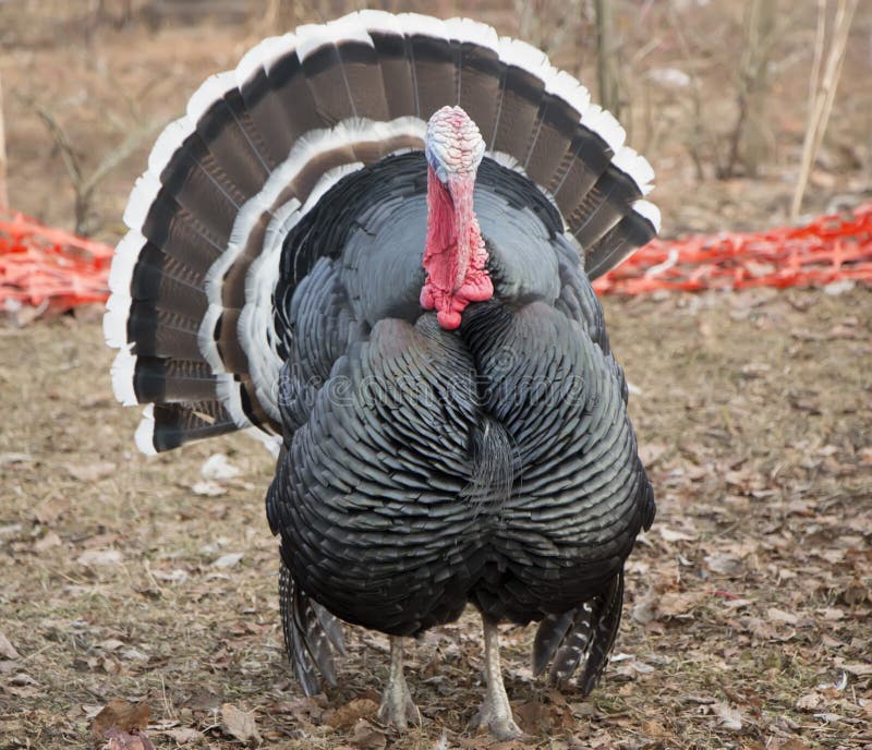 Turkey stock image. Image of head, white, bird, eyes - 46791119