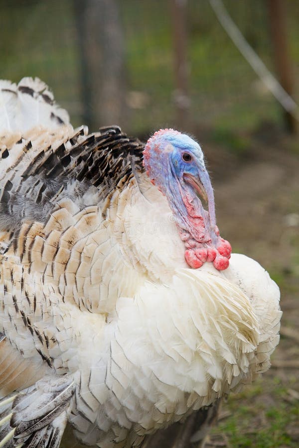 Fat Turkey Stock Photos - Download 10,024 Royalty Free Photos