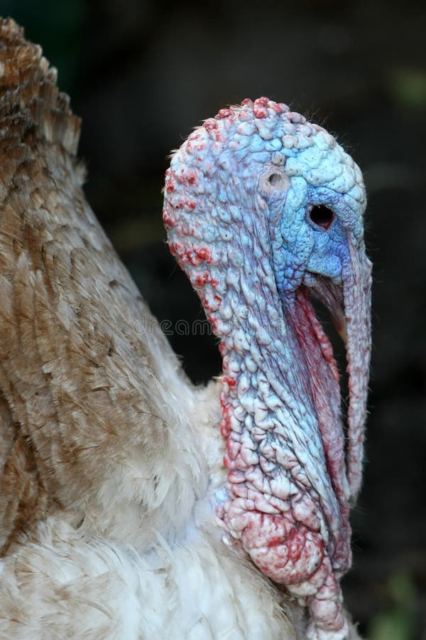 Turkey Neck stock photo. Image of poultry, farm, thanksgiving - 1643770