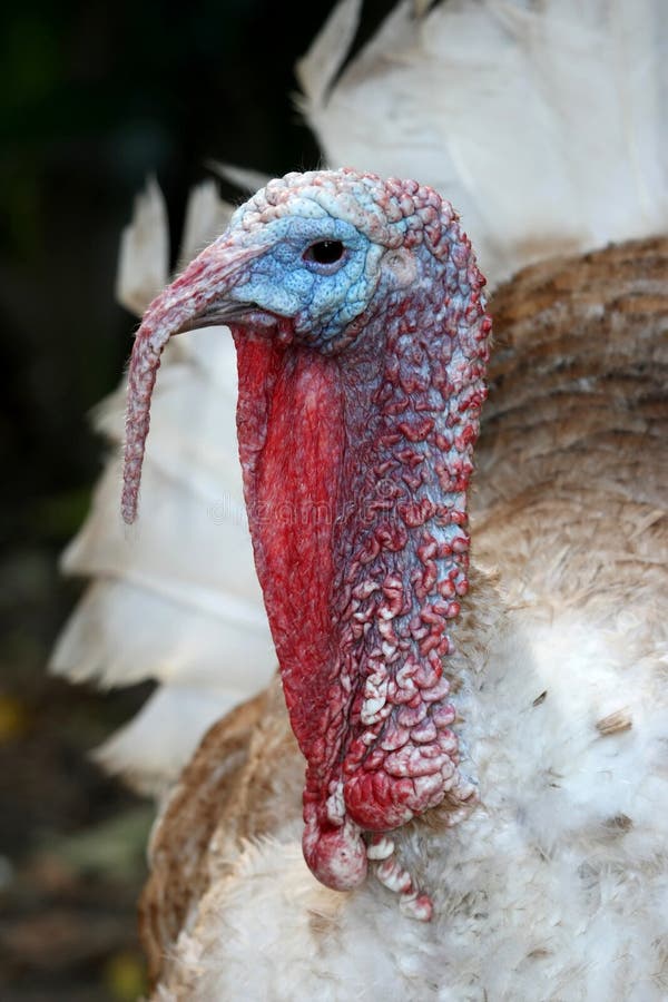 Turkey Bird stock image. Image of portrait, crest, brown - 15831587
