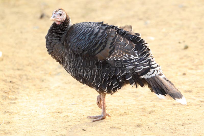 Turkey bird stock photo. Image of animal, nature, soil - 23078234