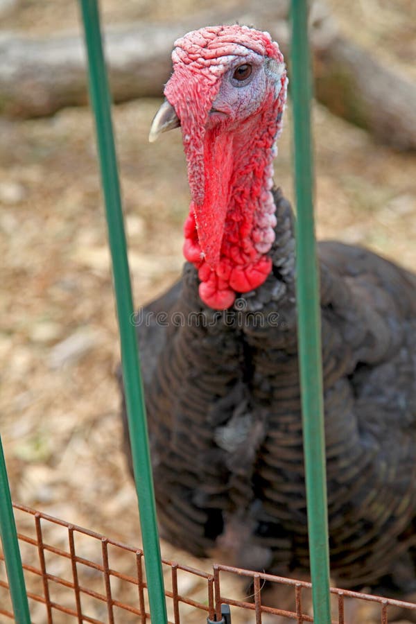 Turkey stock photo. Image of outdoors, wildlife, thanksgiving - 62936300