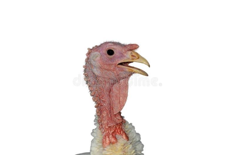 Turkey bird head stock photo. Image of profile, domestic - 67328674