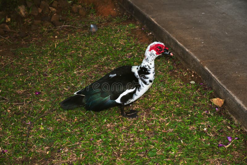 Turkey Bird, Kauai Hawaii USA Stock Image - Image of summer, dramatic ...