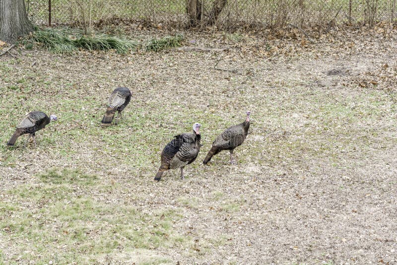 Turkey Birds Invade My Property Stock Image - Image of property ...