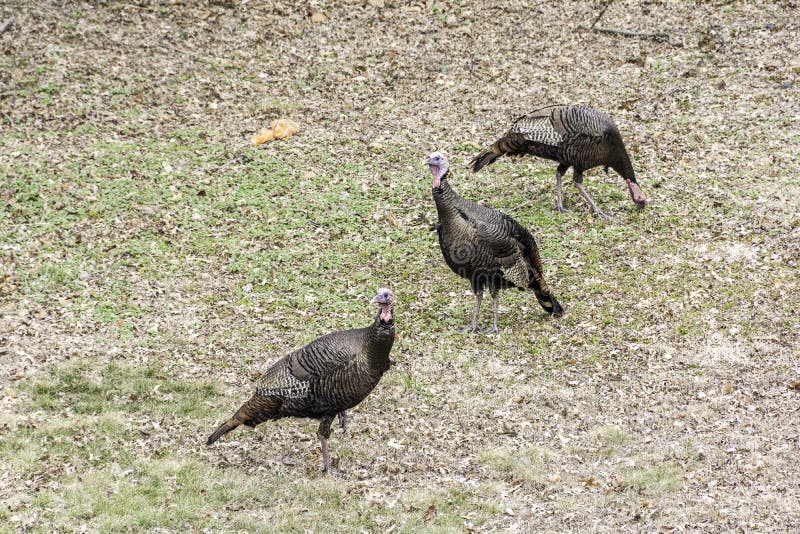 Turkey Birds Invade My Property Stock Photo - Image of turkey ...