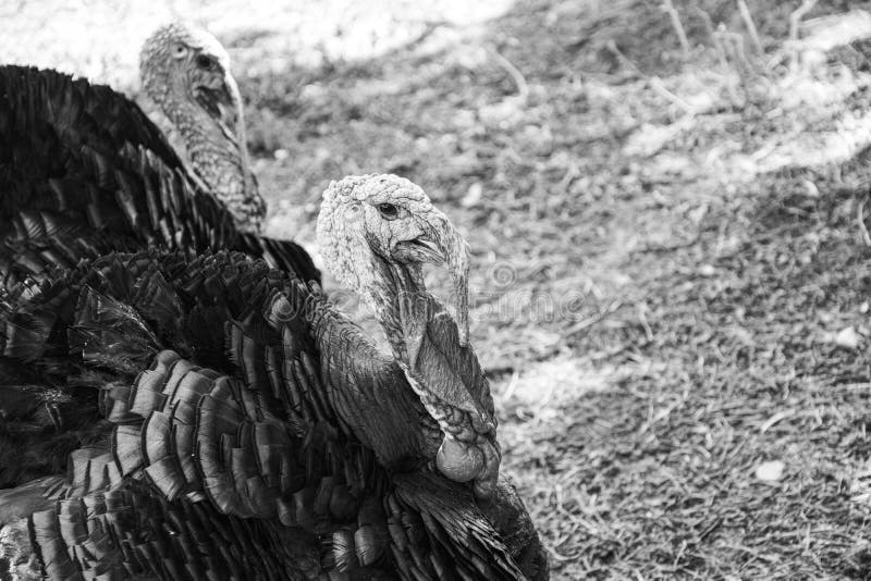 Turkey in Black and white stock photo. Image of barn - 160315458