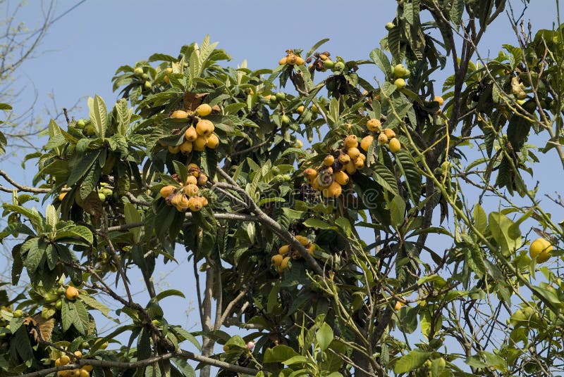 Loquot, Japanese medlar stock photo. Image of flowers - 36692070