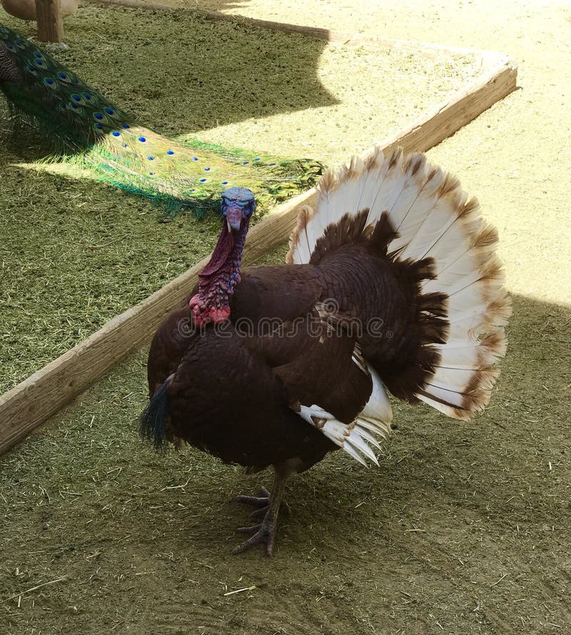 Turkey stock image. Image of feather, bird, thanksgiving - 88785131